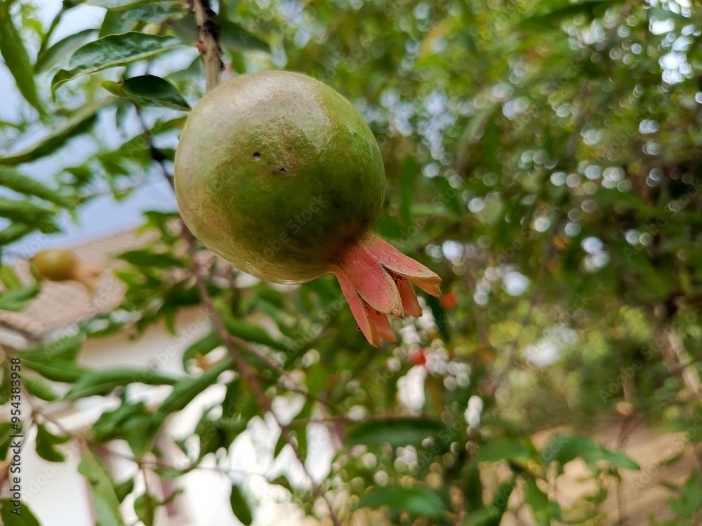 ruby red fruit with blooming flowers. Pomegranate (Punica granatum) is ...