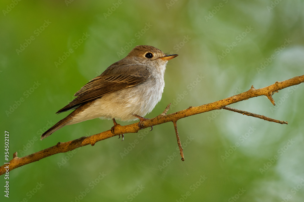 Poster Asian brown flycatcher Muscicapa dauurica small insectivorous ...