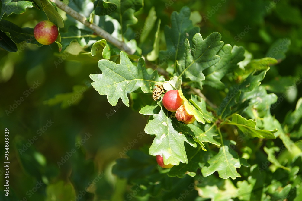 Biorhiza pallida is a gall wasp species in the family Cynipidae. This ...