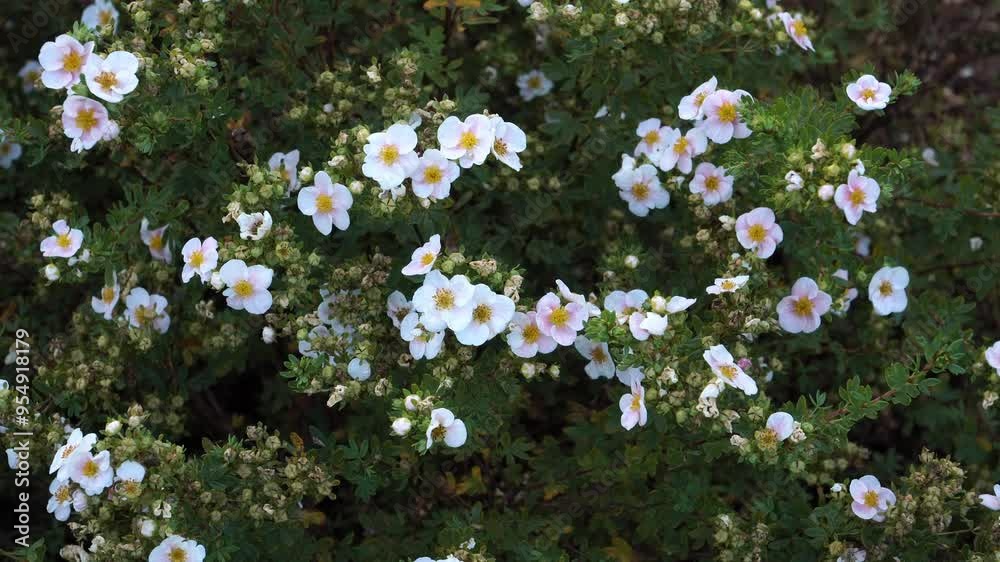 The amazing beauty of blooming Potentilla fruticosa 'Pink Queen ...