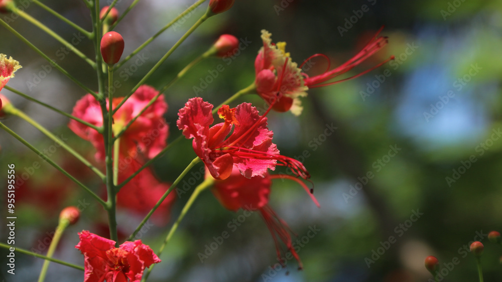 caesalpinia have latin named caesalpinia pulcherrima. caesalpinia ...