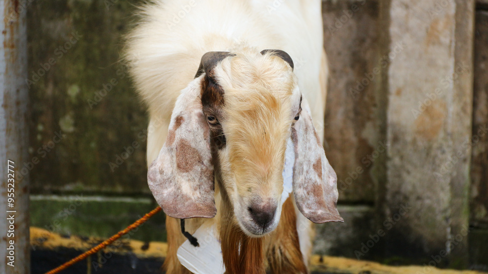 A goat at the sale of sacrificial goats ahead of the Eid al adha ...