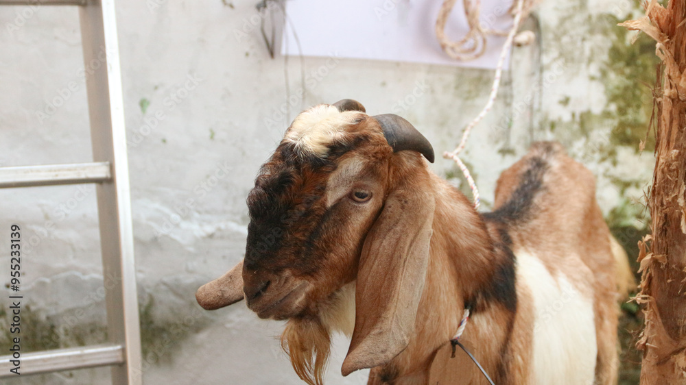 A goat at the sale of sacrificial goats ahead of the Eid al adha ...