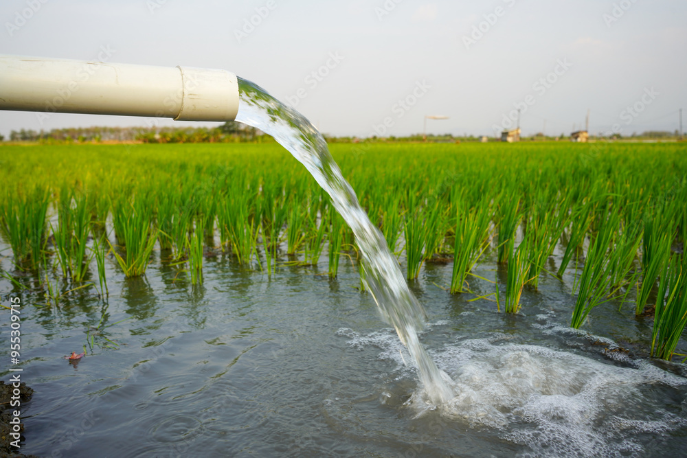 Poster Irrigation of rice fields using pump wells with the technique of ...