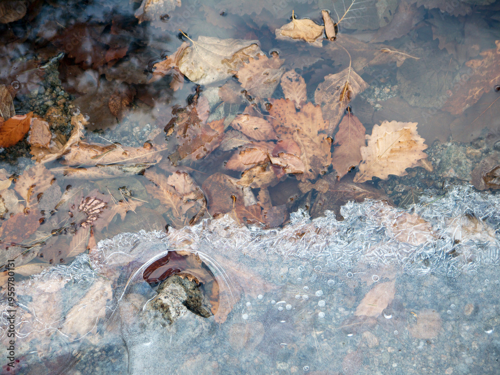 Beautiful still life with Autumn leaves floating and bubbles frosted in ...