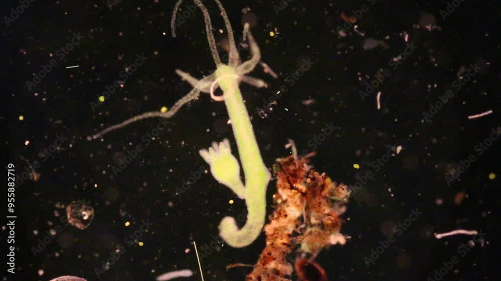 Hydra is a genus of small, fresh-water animals of the phylum Cnidaria ...