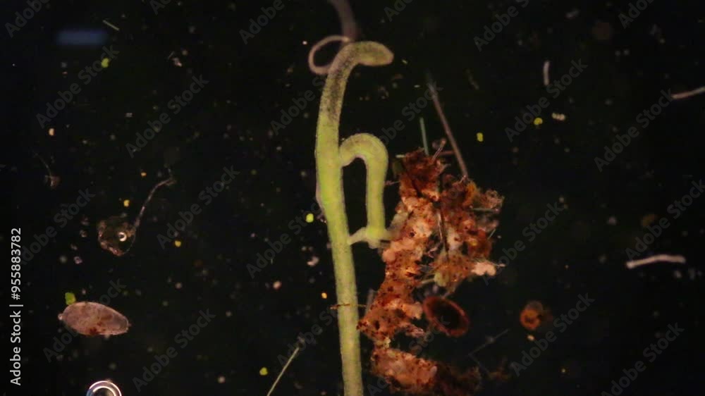 Hydra is a genus of small, fresh-water animals of the phylum Cnidaria ...