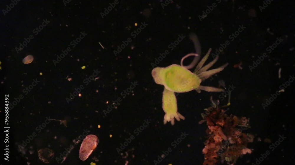Hydra is a genus of small, fresh-water animals of the phylum Cnidaria ...