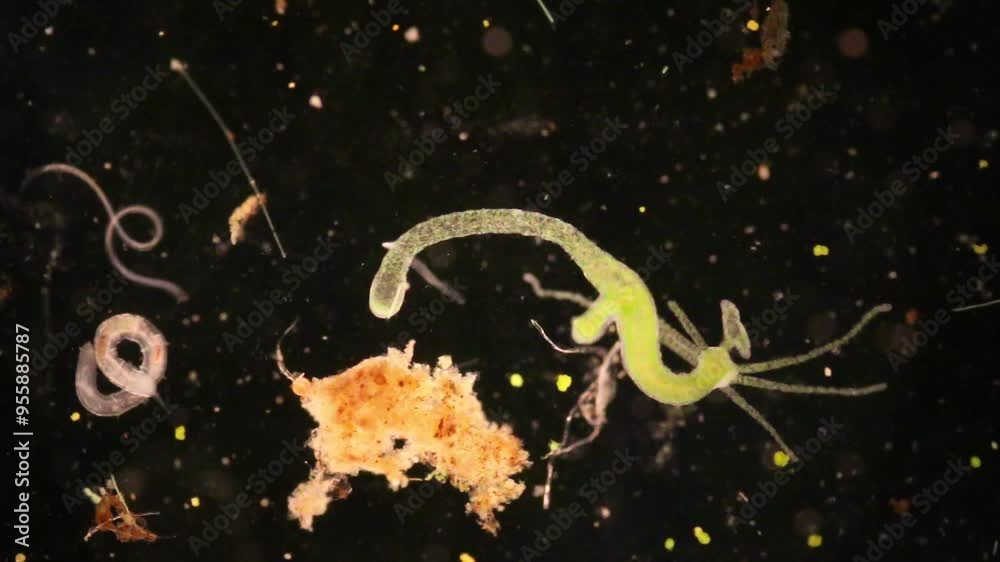 Hydra is a genus of small, fresh-water animals of the phylum Cnidaria ...