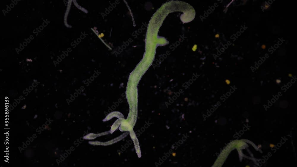 Hydra is a genus of small, fresh-water animals of the phylum Cnidaria ...