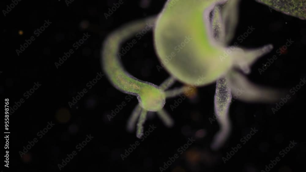 Hydra is a genus of small, fresh-water animals of the phylum Cnidaria ...