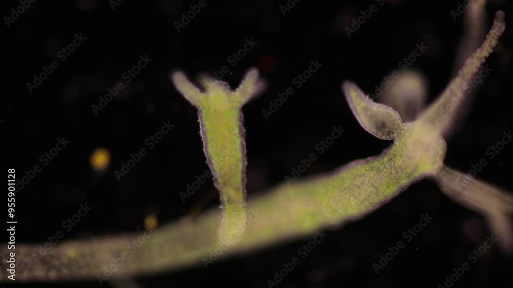 Hydra is a genus of small, fresh-water animals of the phylum Cnidaria ...