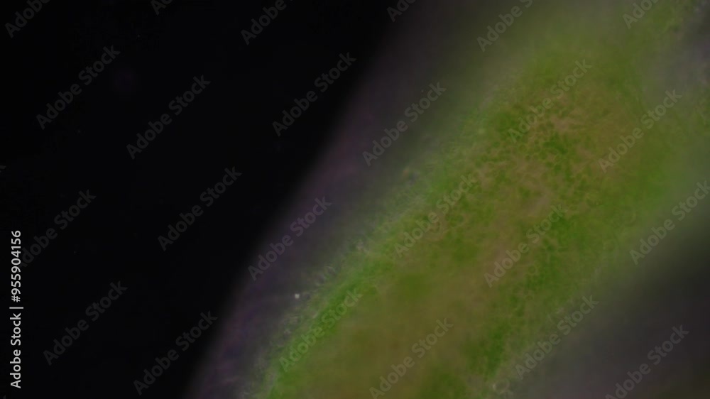 Hydra is a genus of small, fresh-water animals of the phylum Cnidaria ...