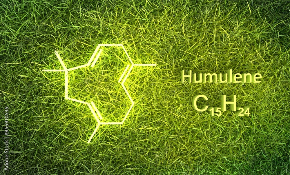 Humulene, alpha-humulene or alpha-caryophyllene molecule. It is ...