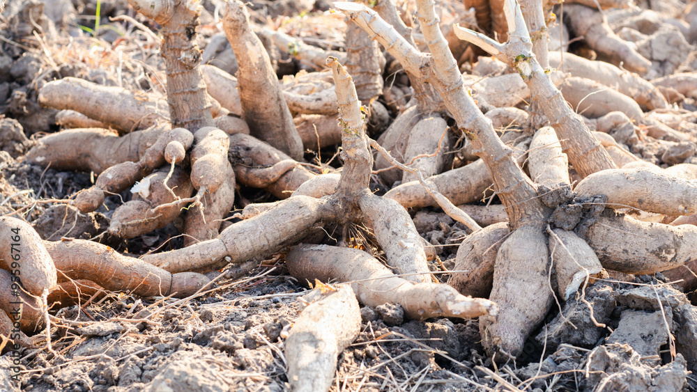 Agriculture is harvesting tapioca from cassava farms. Farmers are ...