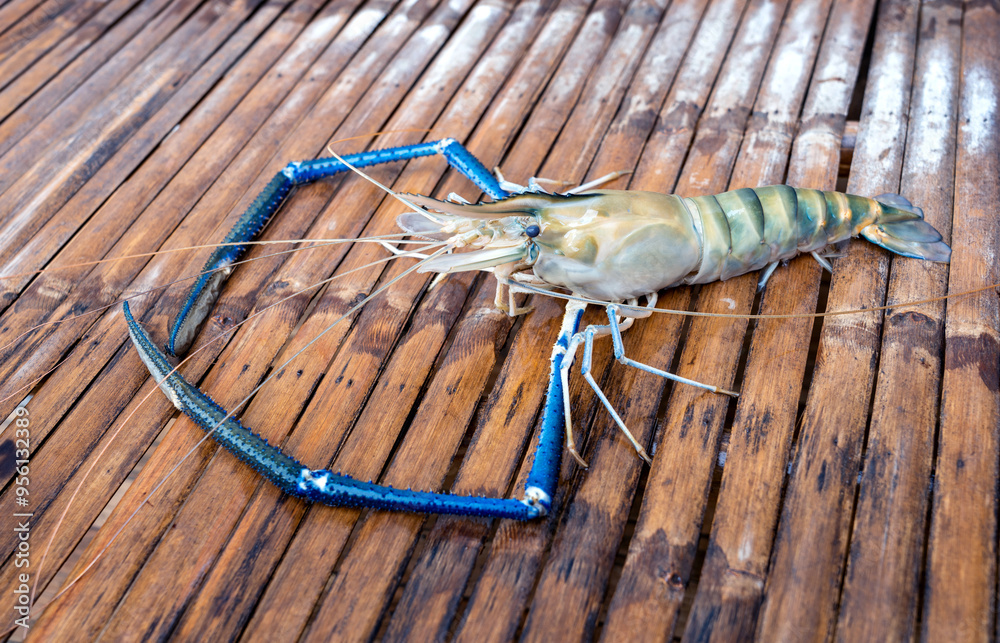 Big Headed fresh Giant river prawn - Macrobrachium rosenbergii show on ...