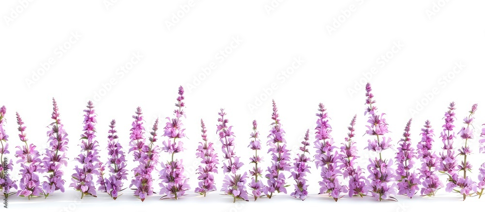 Purple loosestrife flowers belonging to the Lythrum salicaria species ...
