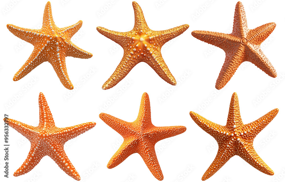 Starfish set isolated on transparent background, various angles and ...