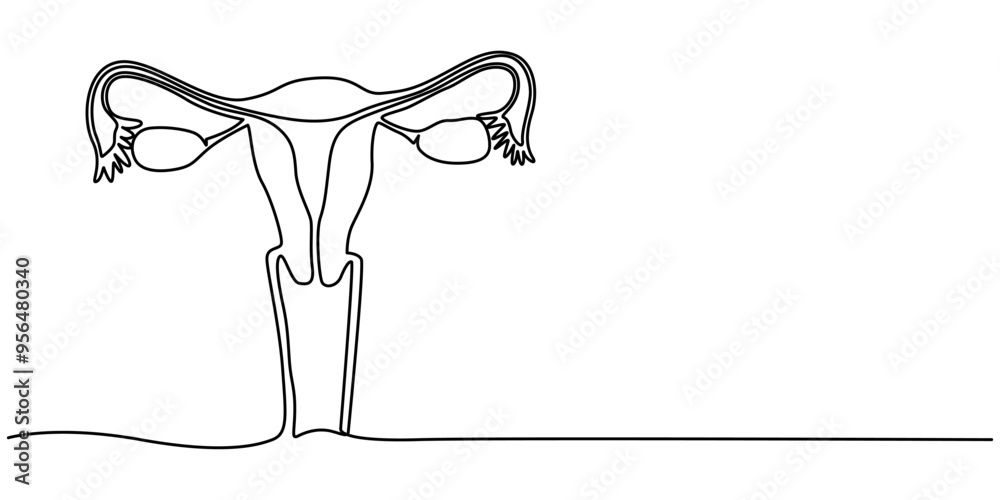 Continuous single one line drawing Uterus and ovaries, organs of female ...