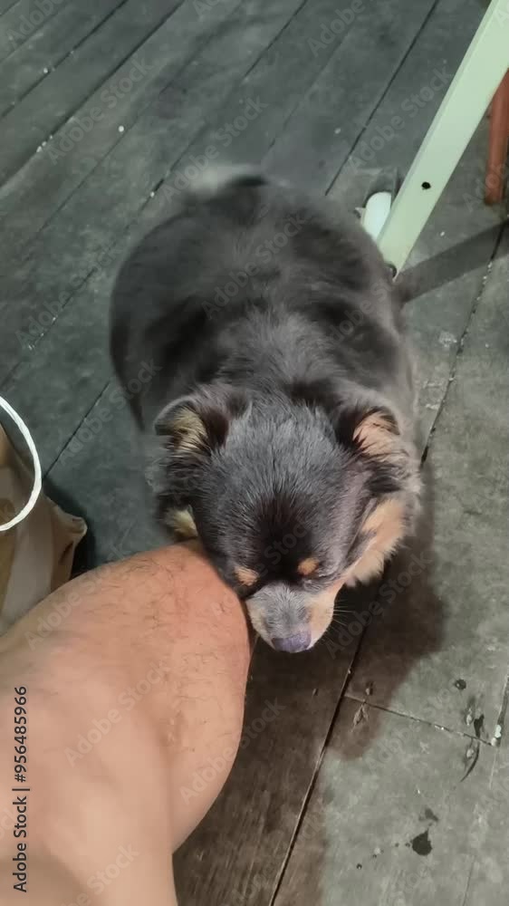 A Chihuahua dog in mating season clings to its owner's leg in a mating ...