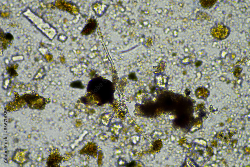 Soil under the microscopy, looking at sand, silt and clay and soil ...