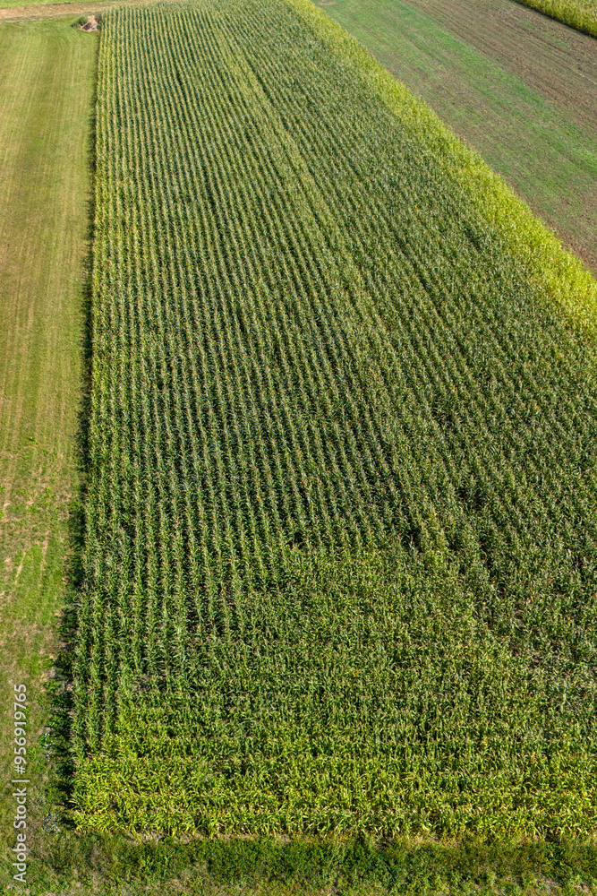 Low altitude aerial photo of maize or corn. Aerial view of green corn ...