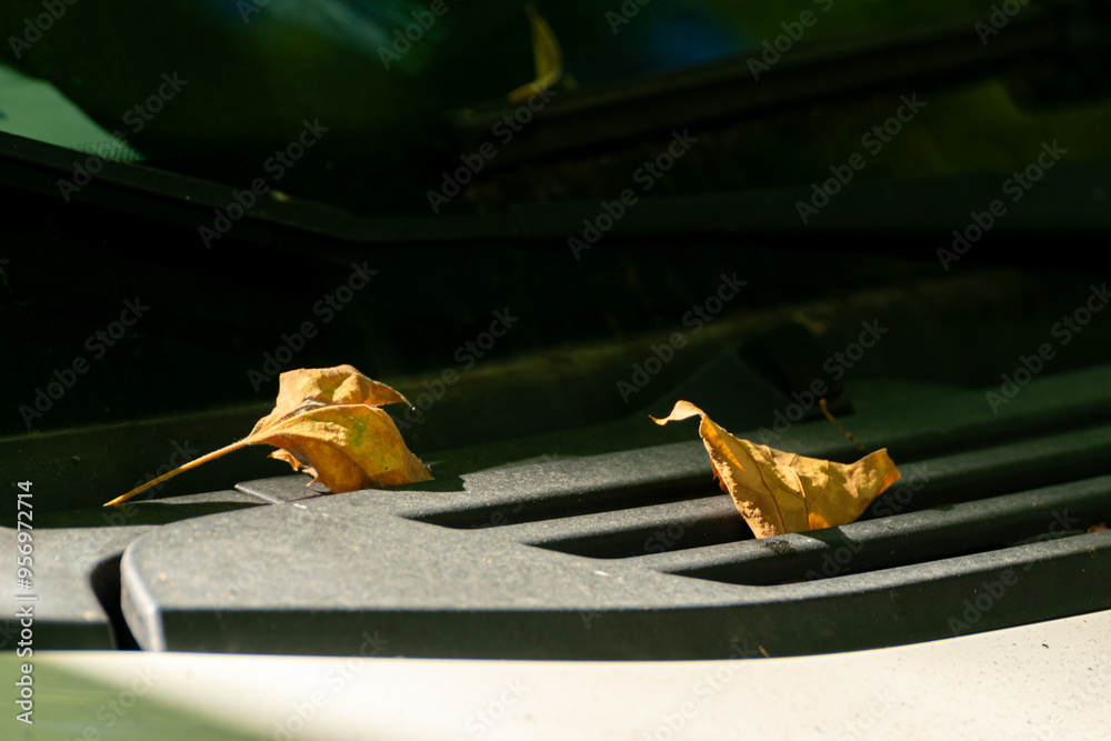 partial view of a car with two leaves falling from a tree in autumn on ...