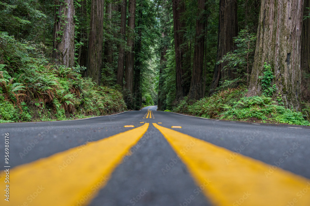 Redwood forest sequoia California giants trees two lane road highway ...