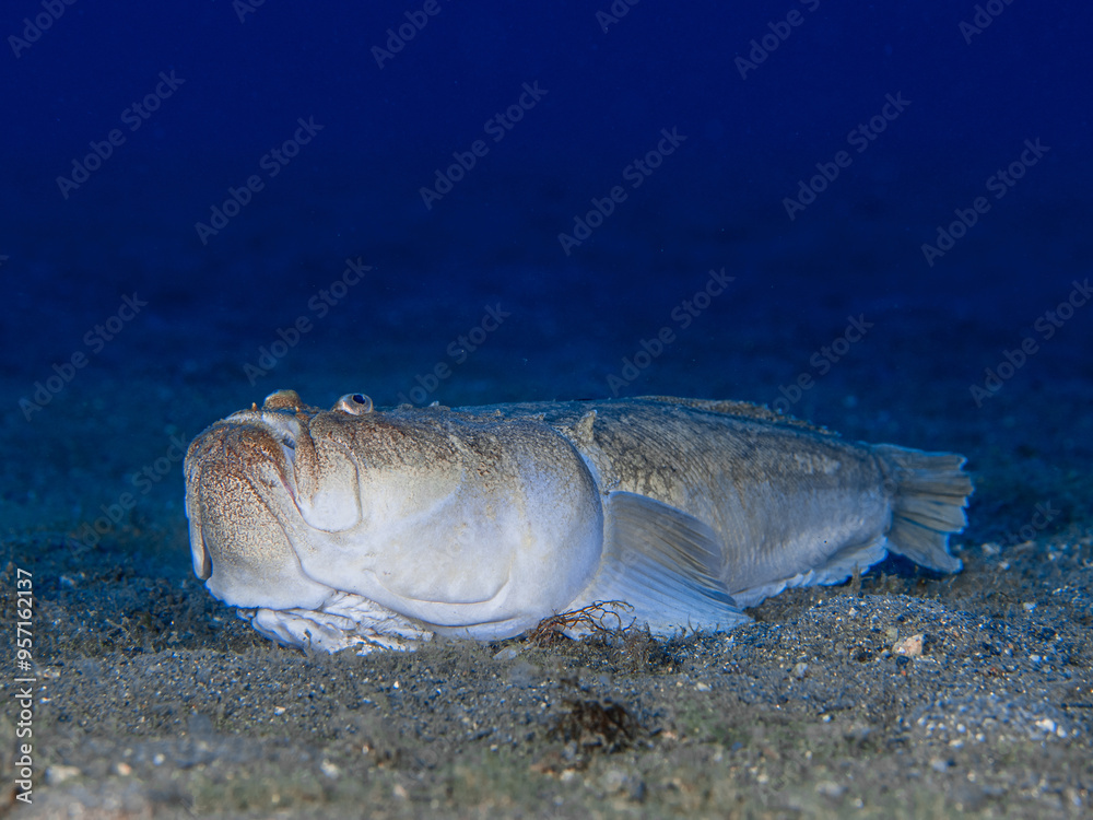Uranoscopus scaber fish has got a bait ins his mouth that use hunt its ...
