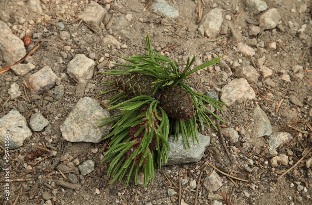 Lodgepole Pine (Pinus contorta) branch with needles and two cones ...