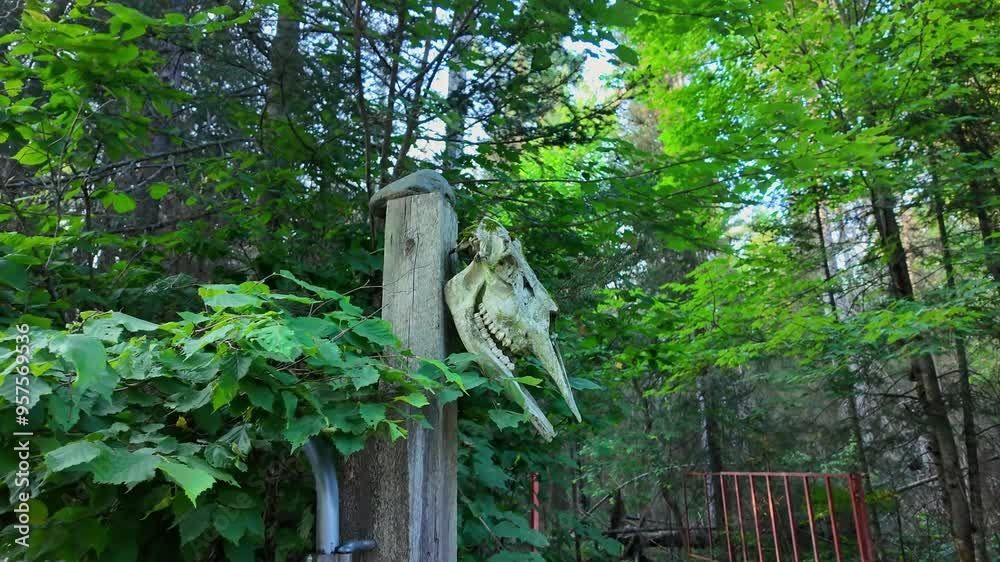 Skull of wild animal in the spooky unchartered moody forest. Animal ...