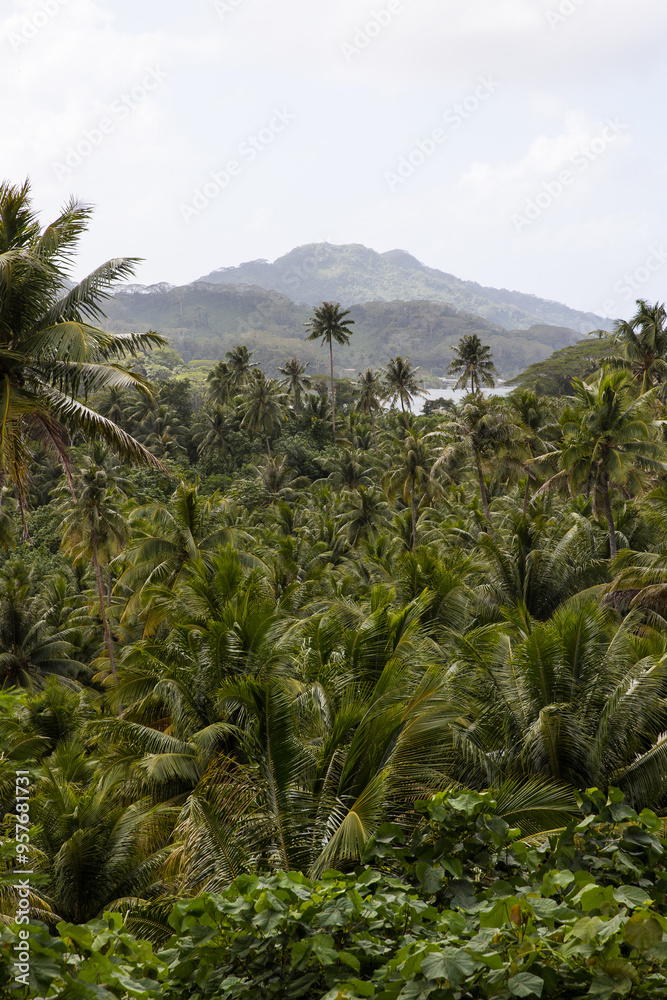Dense tropical jungle filled with lush palm trees in a valley on the ...