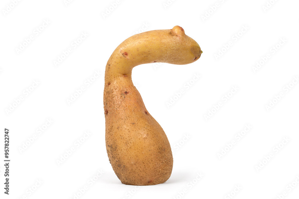 A curved potato tuber on a white background. Side view. Natural organic ...