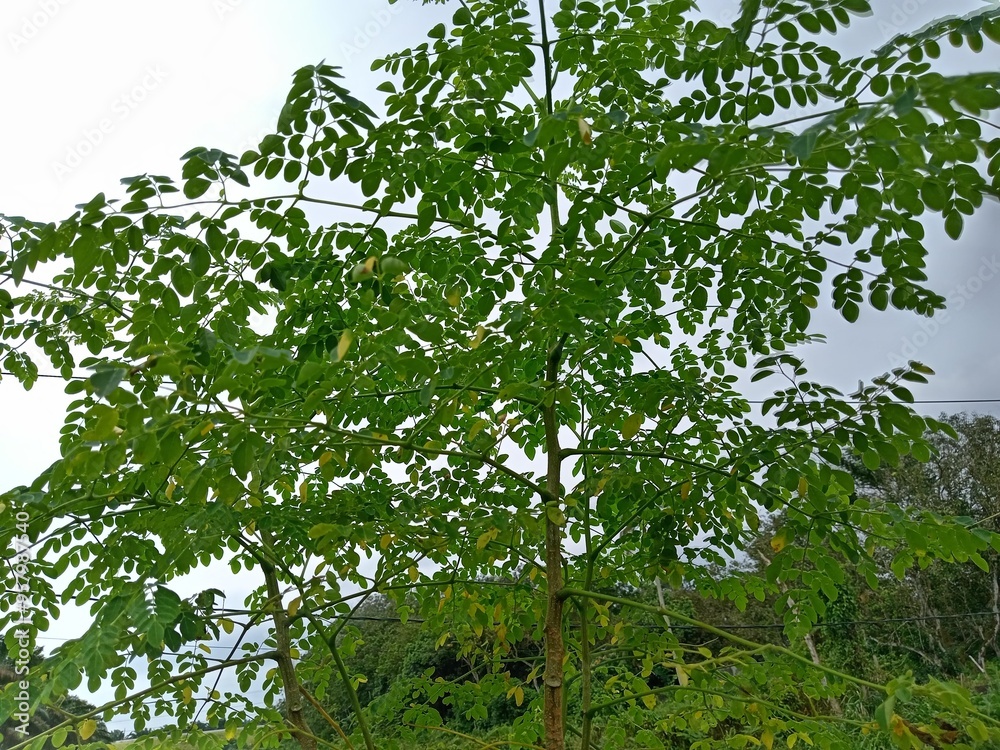 drumstick tree or Moringa oleifera leaves close up.also known as ...