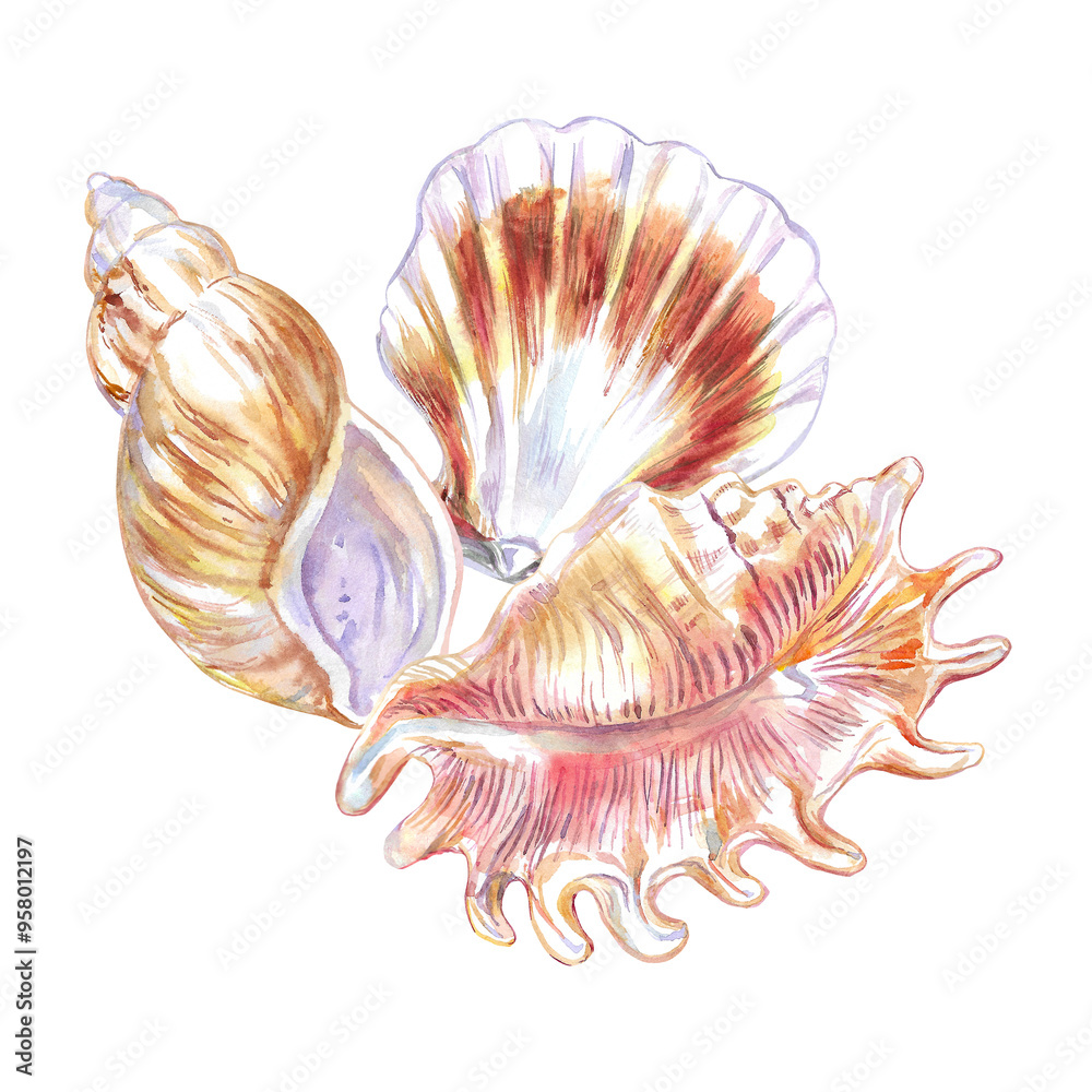 Seashell composition of Scorpion Spider Conch, Rosy Wolf snail, Calico ...