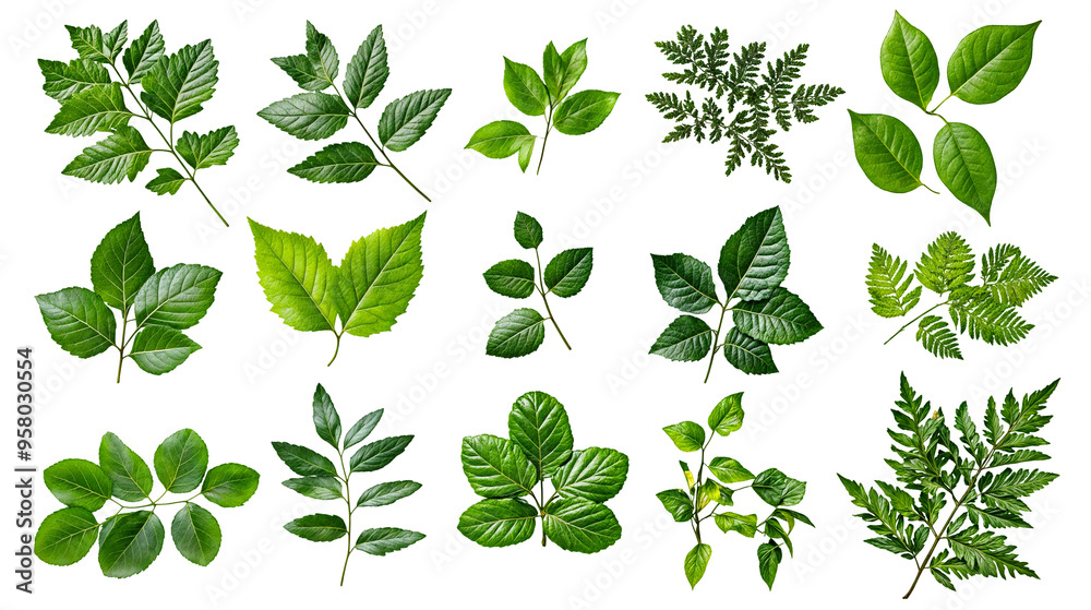 Collection of Green Leaf Varieties Isolated on Transparent Background ...