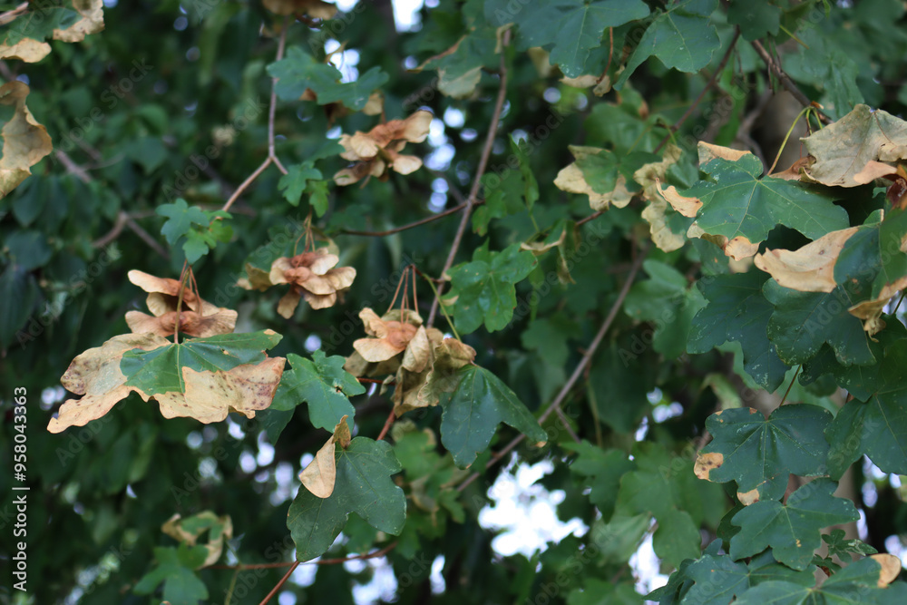 Field maple tree with dry brown spots damaged by summer drought ion ...