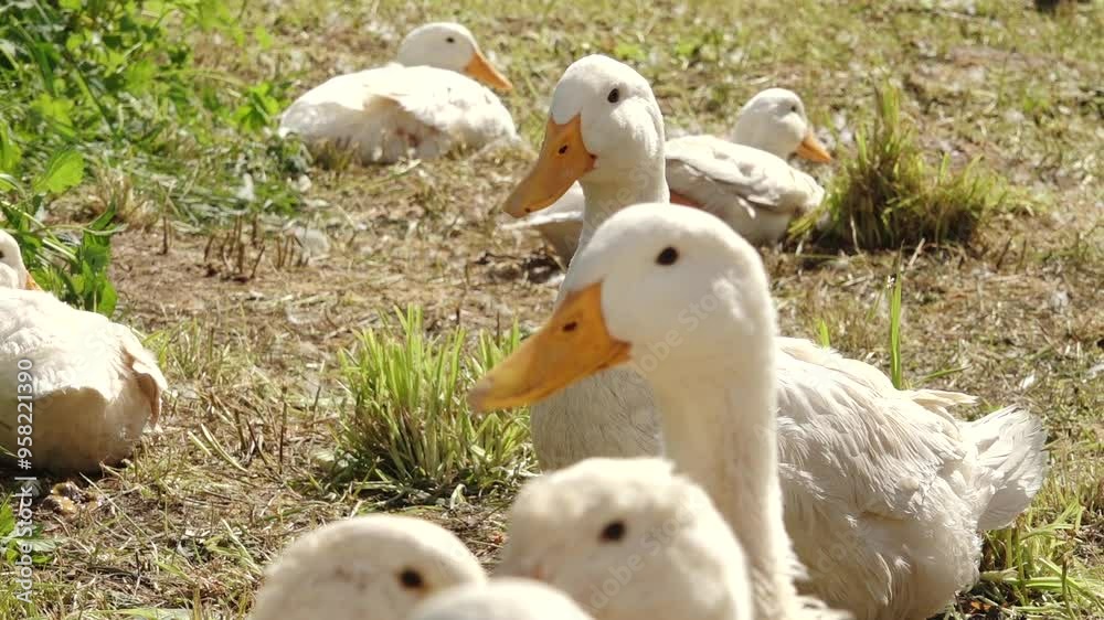 A close up shot of a duck's head, capturing its detailed features and ...