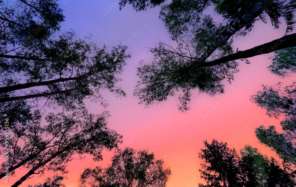 Forest trees on sunset sky background, view up. View up into trees ...