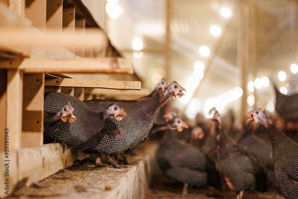 A group of guinea fowls on a poultry farm pecking at a feeder. Growing ...