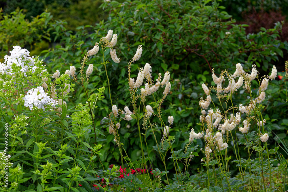 Black snakeroot (Actaea racemosa) known as the black cohosh, black ...