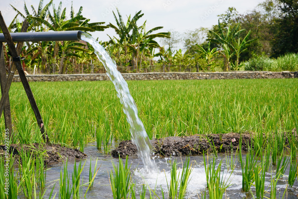 Irrigation of rice fields using pump wells with the technique of ...
