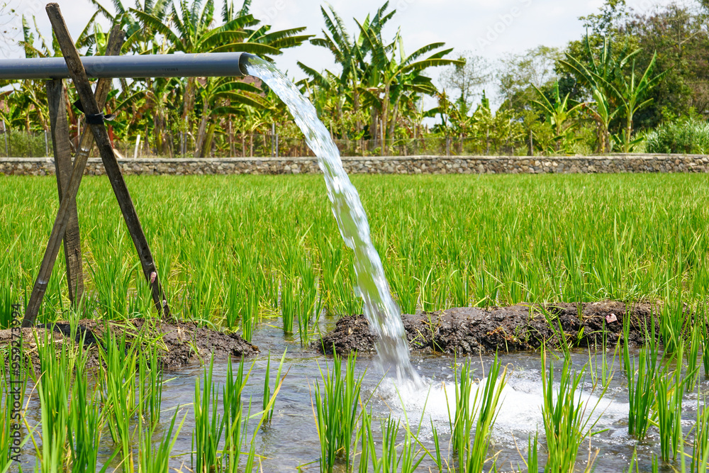 Irrigation of rice fields using pump wells with the technique of ...