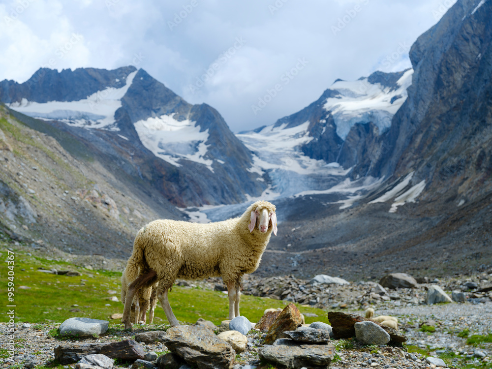 Tiroler Bergschaf (also called Pecora Alina Tirolese) on its mountain ...