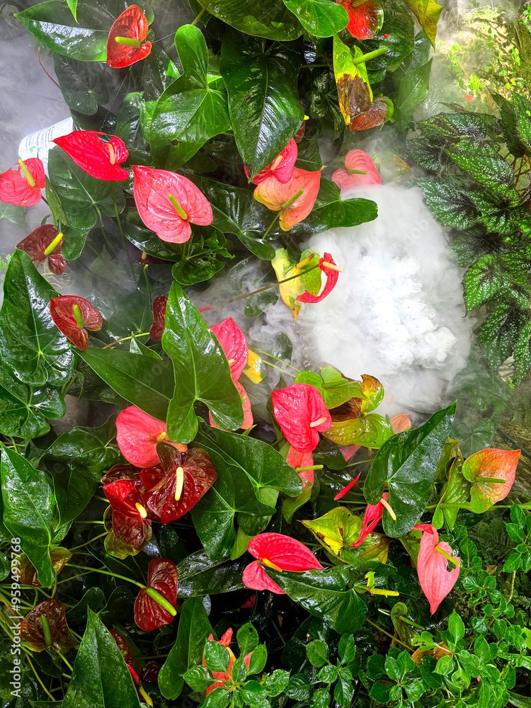 Anthurium flower or commonly called laceleaf or pigtail plant, is a ...