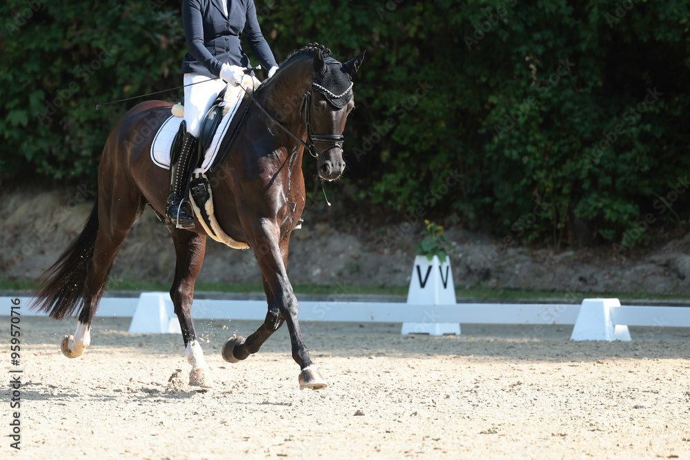 Horse dressage horse, photos of tournament in different hoof figures ...