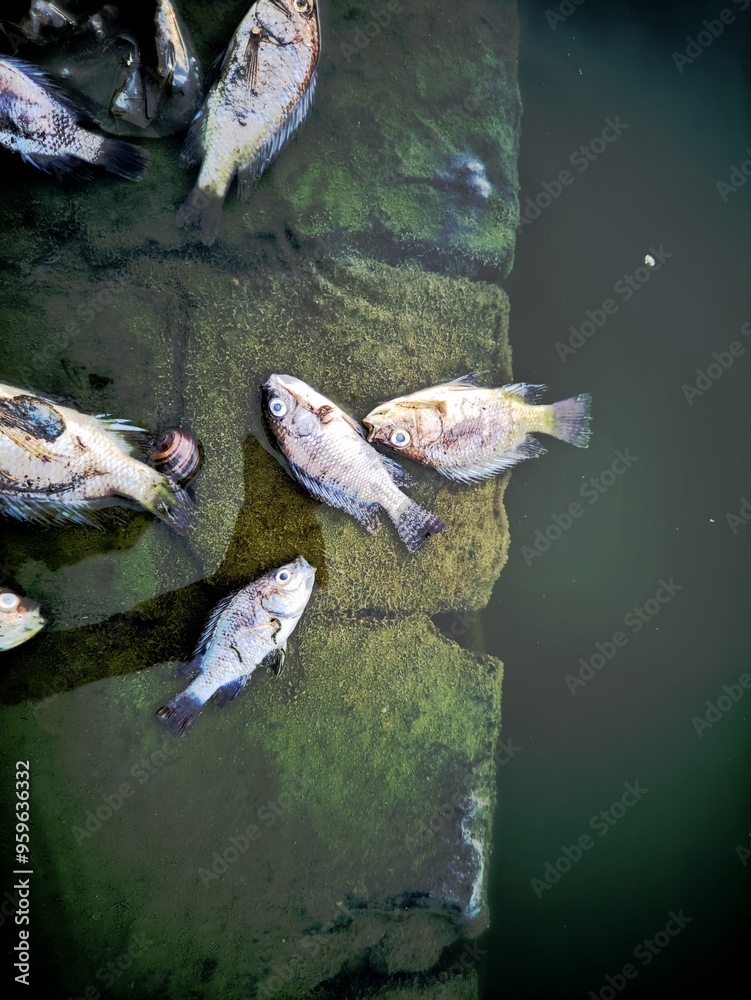 Water pollution causes fish to die from poisoning by chemical waste or ...