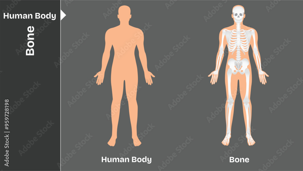 Poster Bone, Human body internal organs circulatory nervous and ...