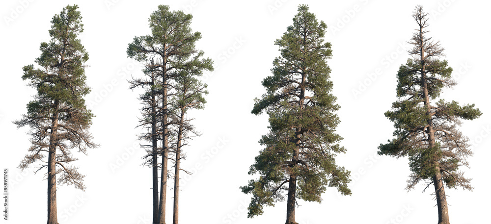 Set of Pinus contorta (common names lodgepole pine and shore pine ...