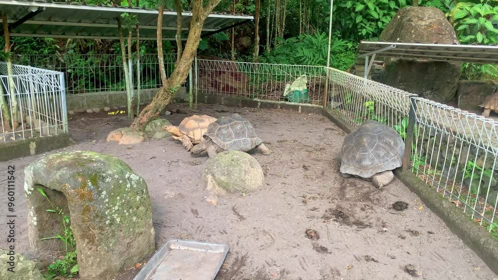 Giant Tortoise Enclosure. A picture of four giant tortoises in an ...